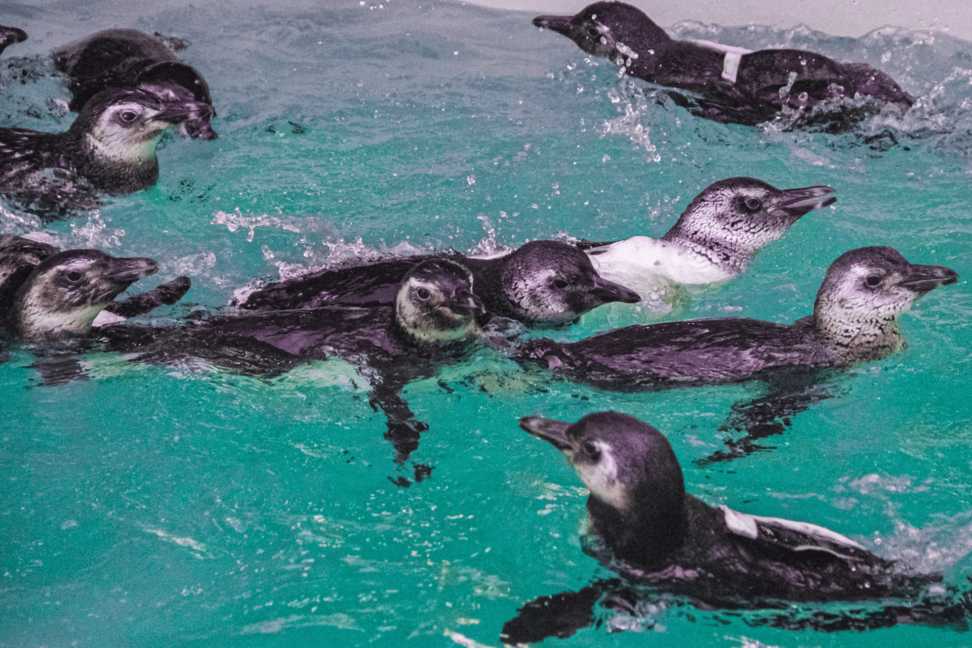 Projetos em Andamento - Gremar